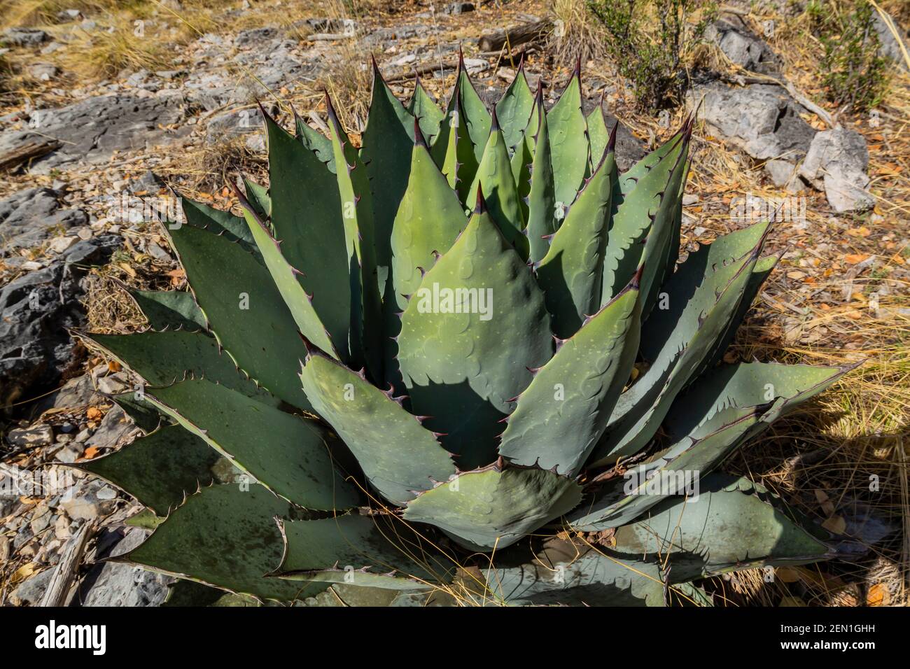Huachuca Agave, Agave parryi huachucensis, in the Miller Peak ...