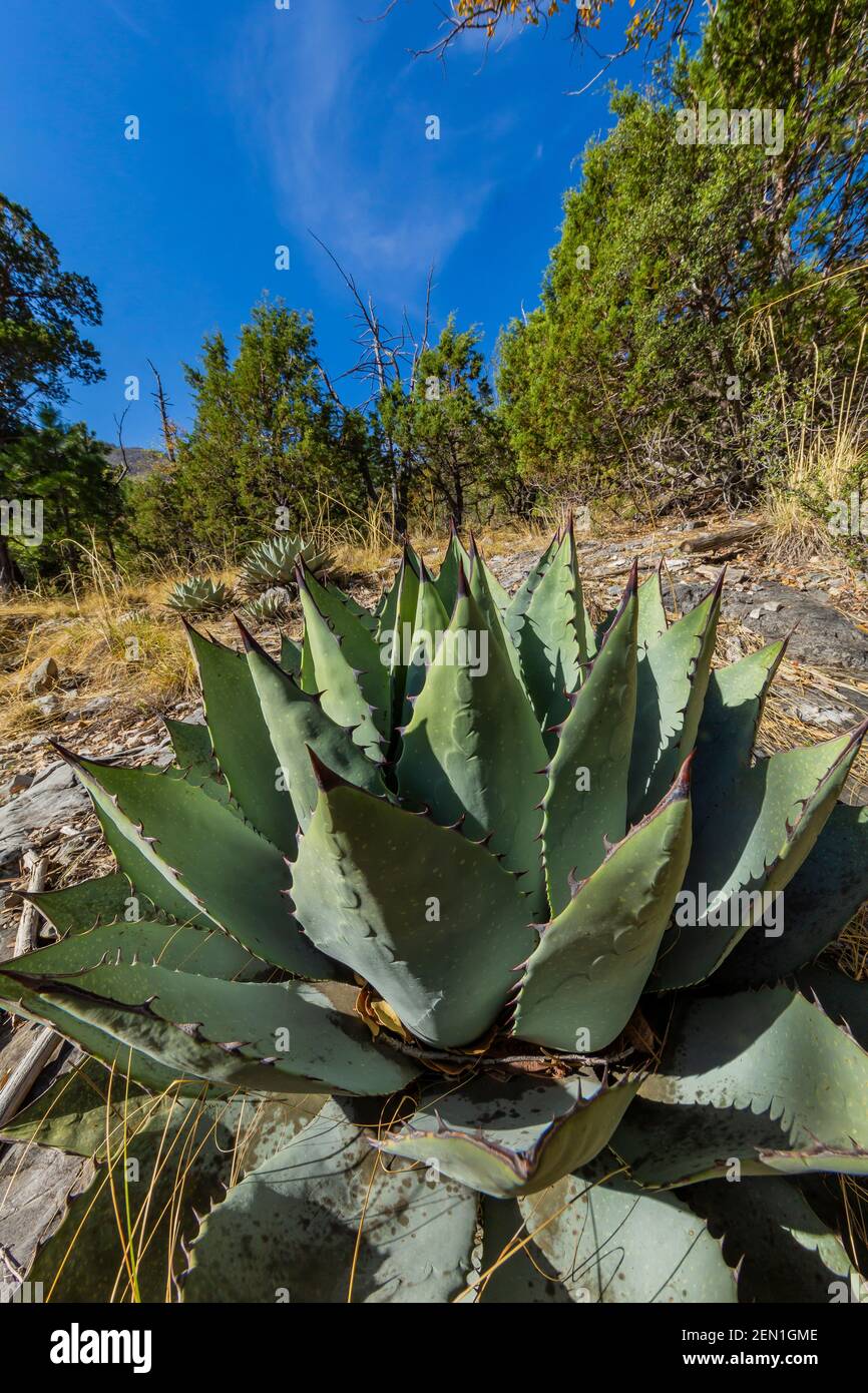 Huachuca Agave, Agave parryi huachucensis, in the Miller Peak ...