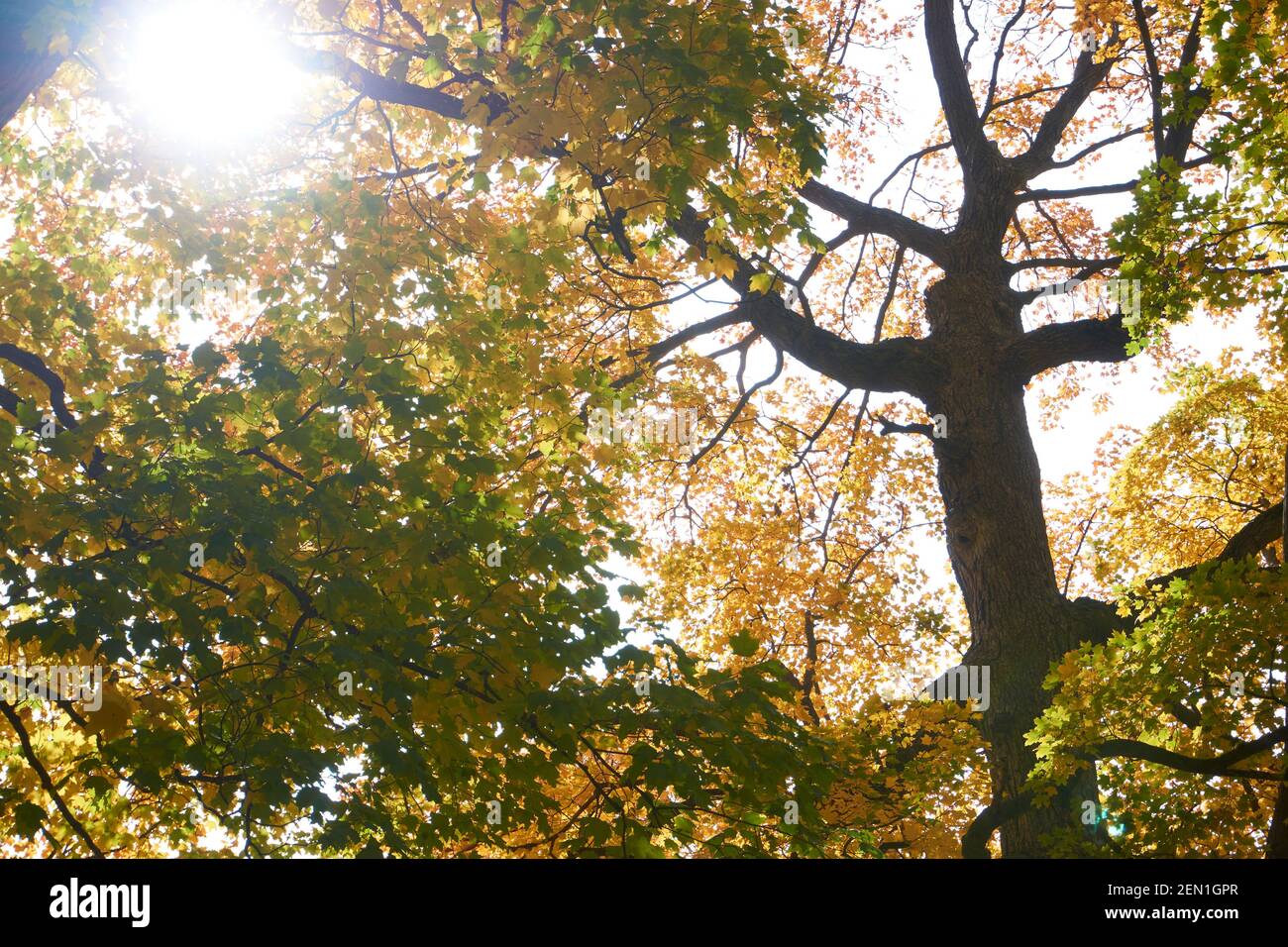 Changing colors of fall trees Stock Photo - Alamy
