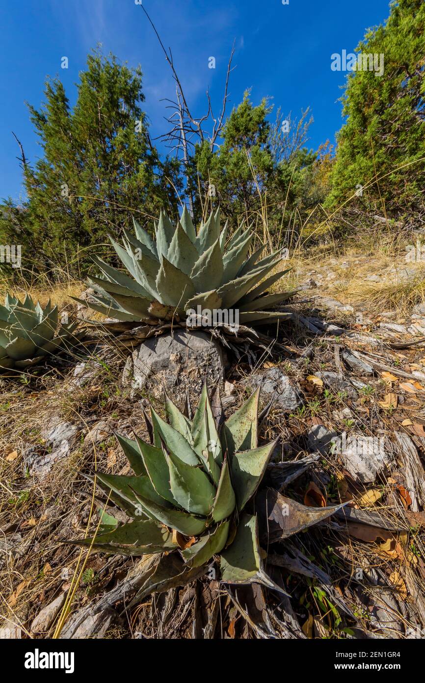 Huachuca Agave, Agave parryi huachucensis, in the Miller Peak ...
