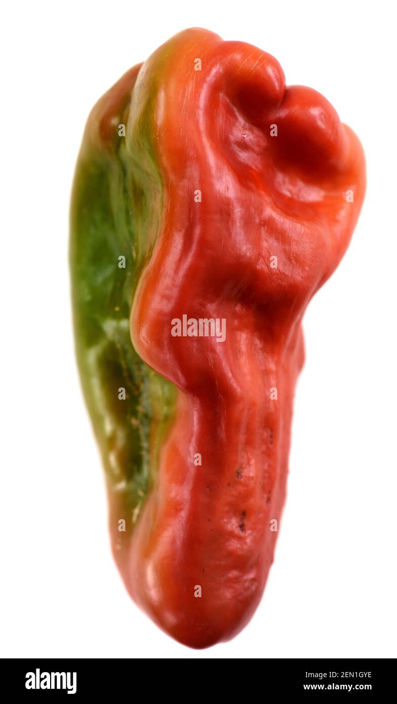 Misshapen organic vegetables. Ugly homegrown red and green sweet pepper ...