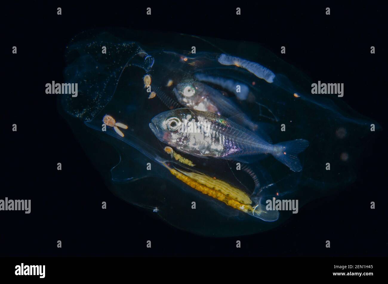 Copepoda hi-res stock photography and images - Alamy