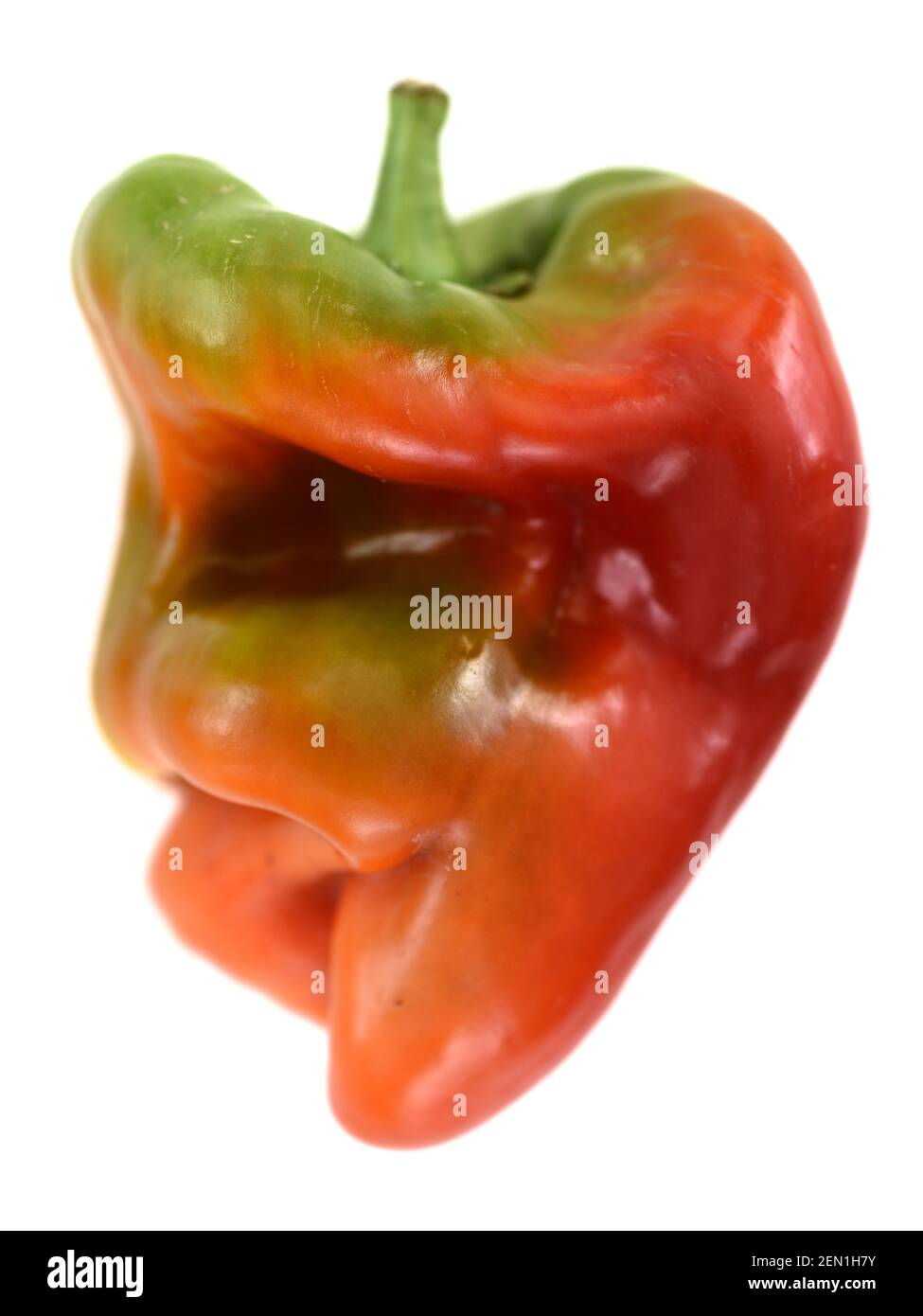 Ugly shaped organic vegetables. Deformed homegrown bell pepper isolated ...