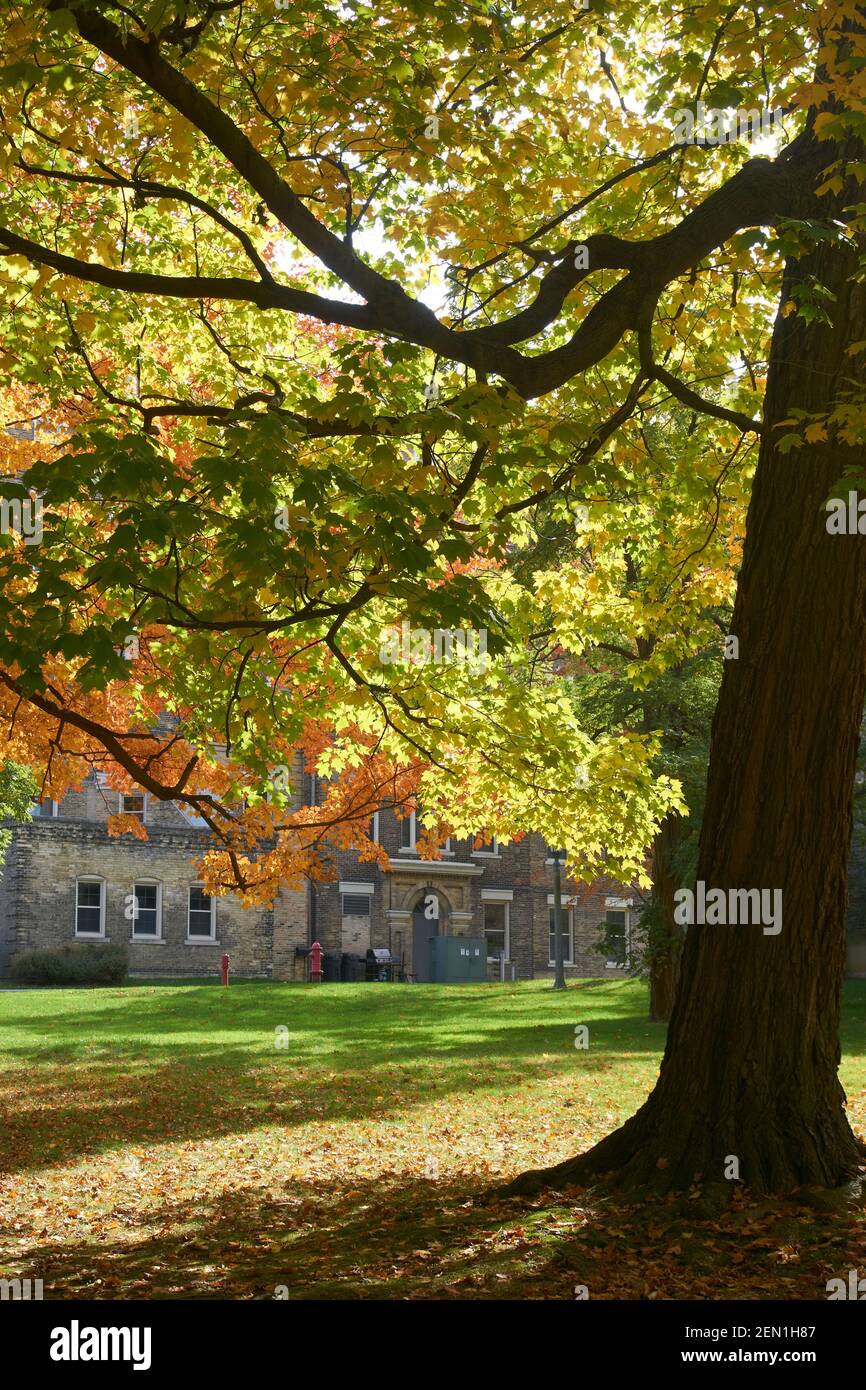 Changing colors of fall trees Stock Photo - Alamy