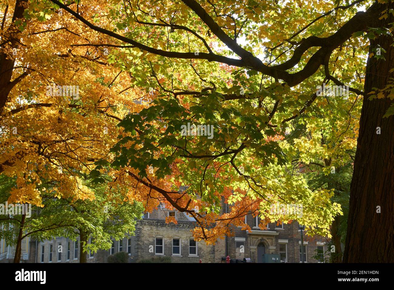 Changing colors of fall trees Stock Photo - Alamy