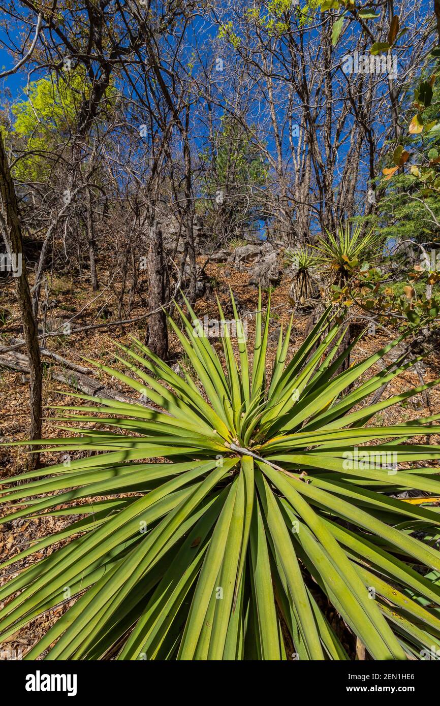 Yucca, Yucca spp., in the Miller Peak Wilderness of the Huachuca ...
