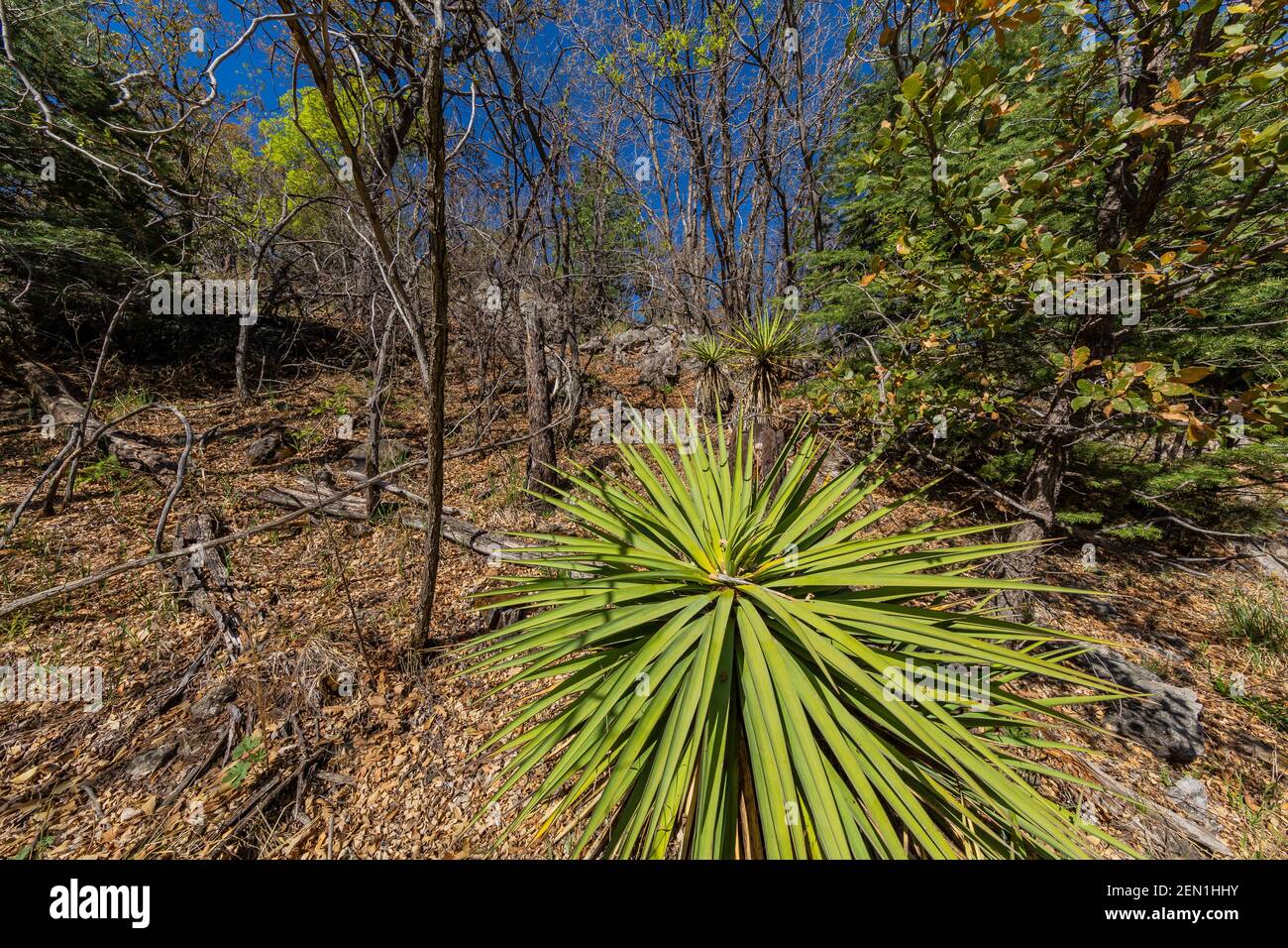 Yucca, Yucca spp., in the Miller Peak Wilderness of the Huachuca ...