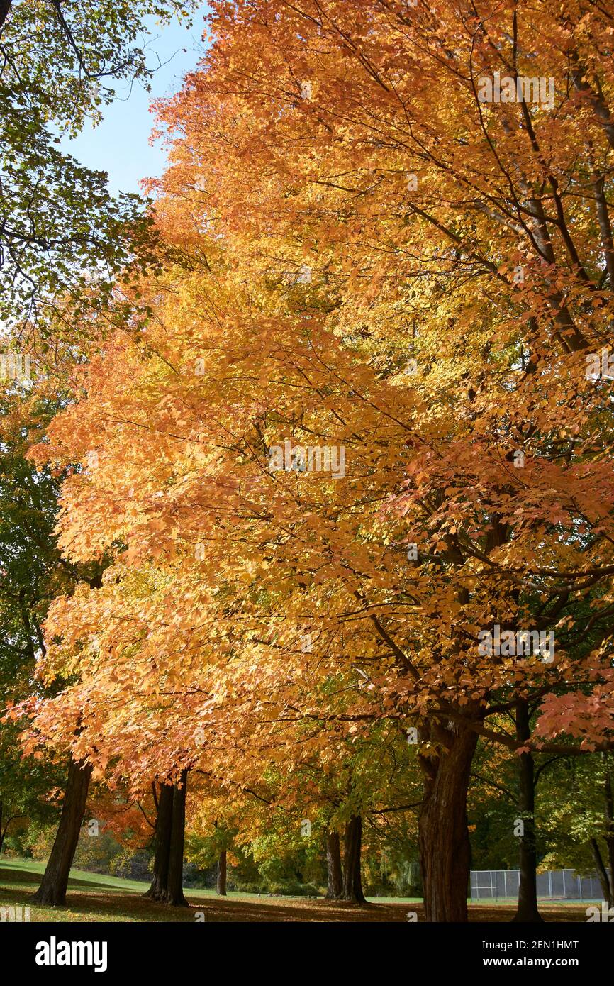 Changing colors of fall trees Stock Photo - Alamy