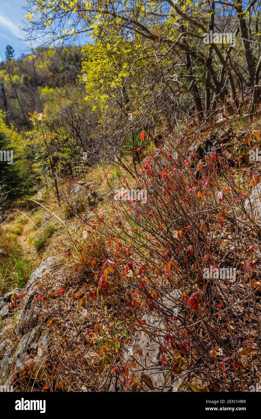 Western Poison Ivy, Toxicodendron radicans, in the Huachuca Mountains ...