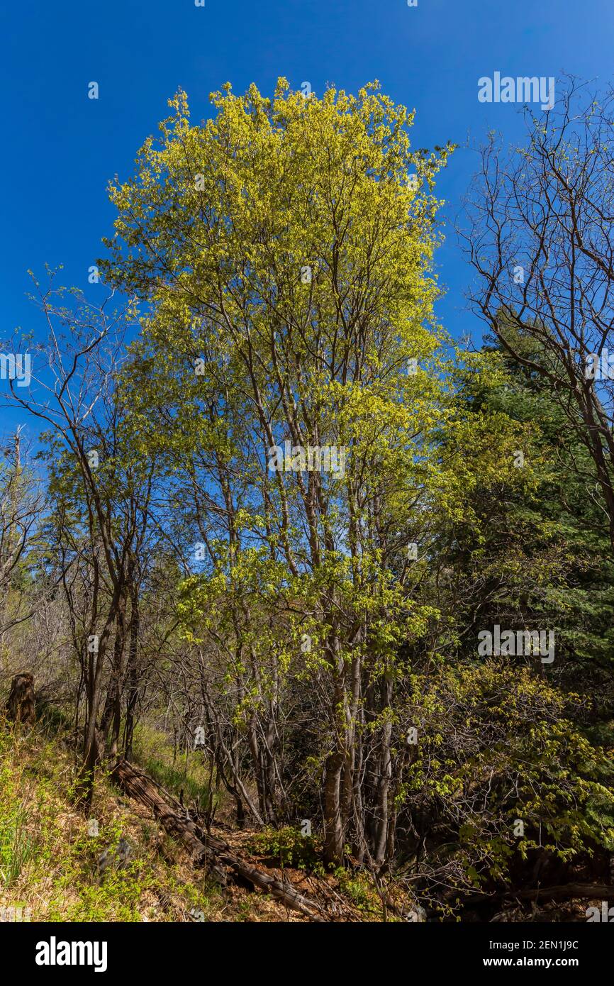 Bigtooth Maple, Acer grandidentatum, trees grow in the Huachuca ...