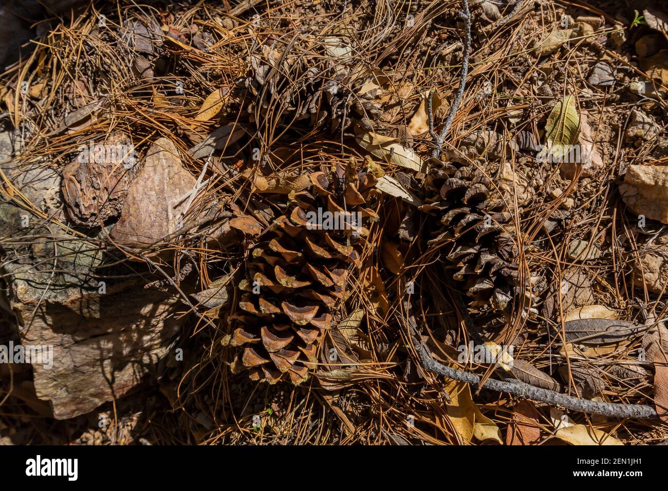 Fallen pine cones, probably of Apache Pine, Pinus engelmannii, in the ...