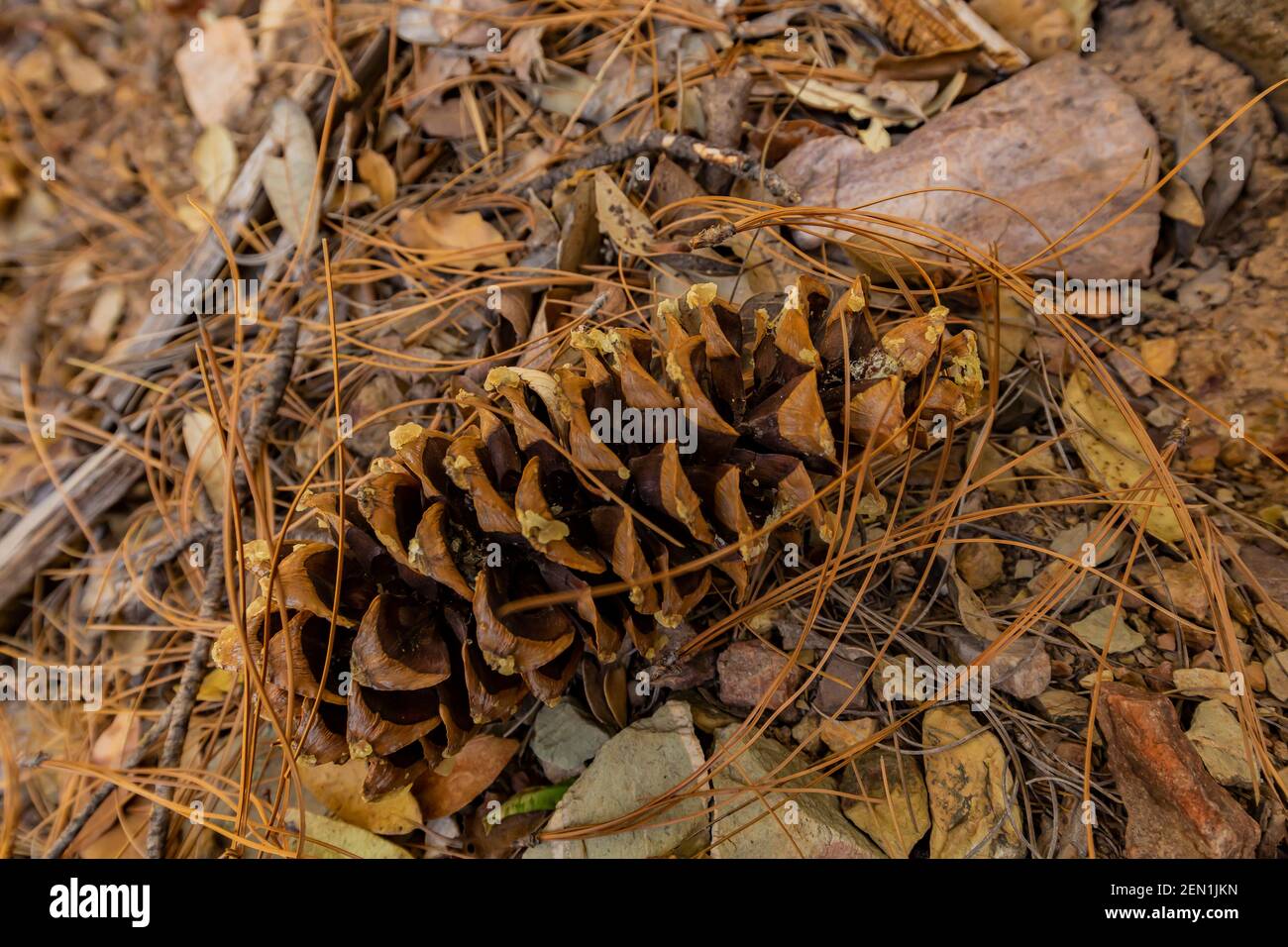 Fallen pine cone, probably of Apache Pine, Pinus engelmannii, in the ...