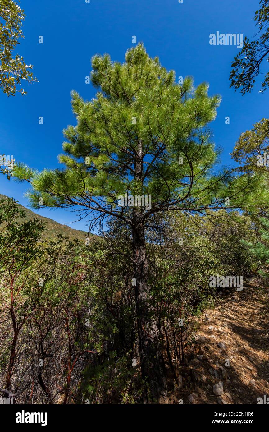 Cochise apache hi-res stock photography and images - Alamy