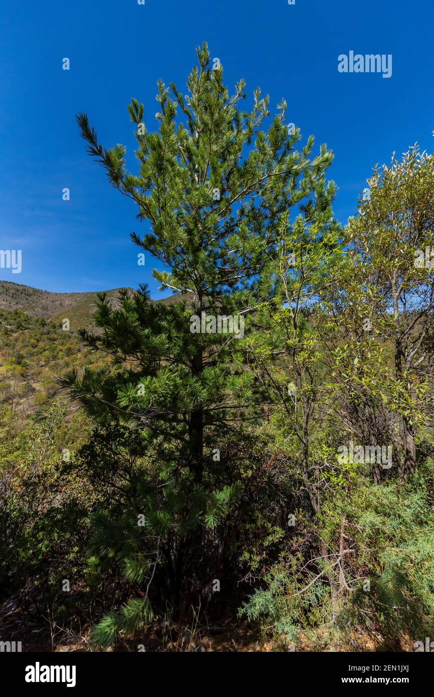 Pin tree in Huachuca Mountains, Coronado National Forest, Arizona, USA ...