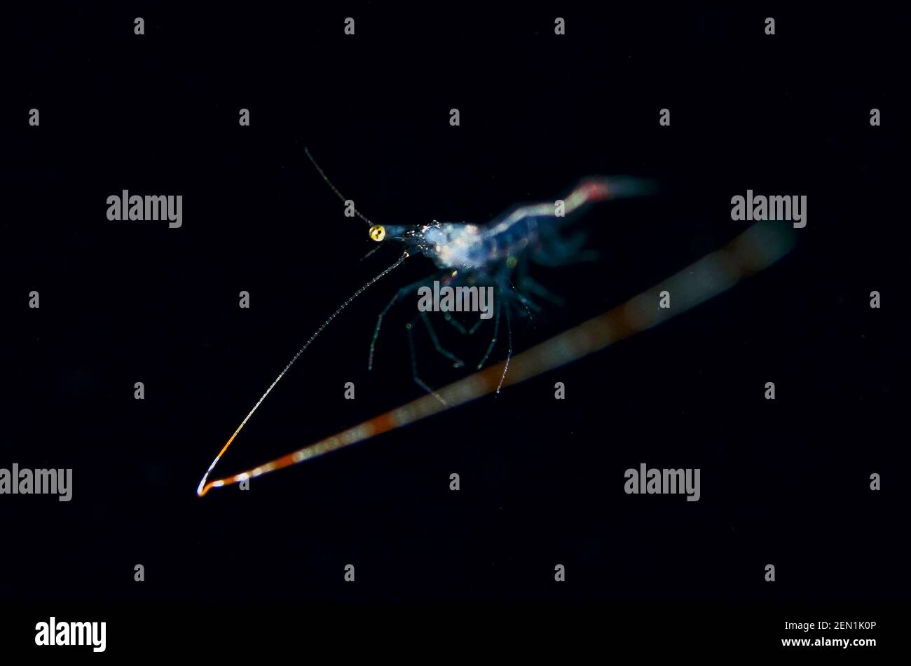 Palaemonid Shrimp, Palaemonidae Family, larva floating in water column ...