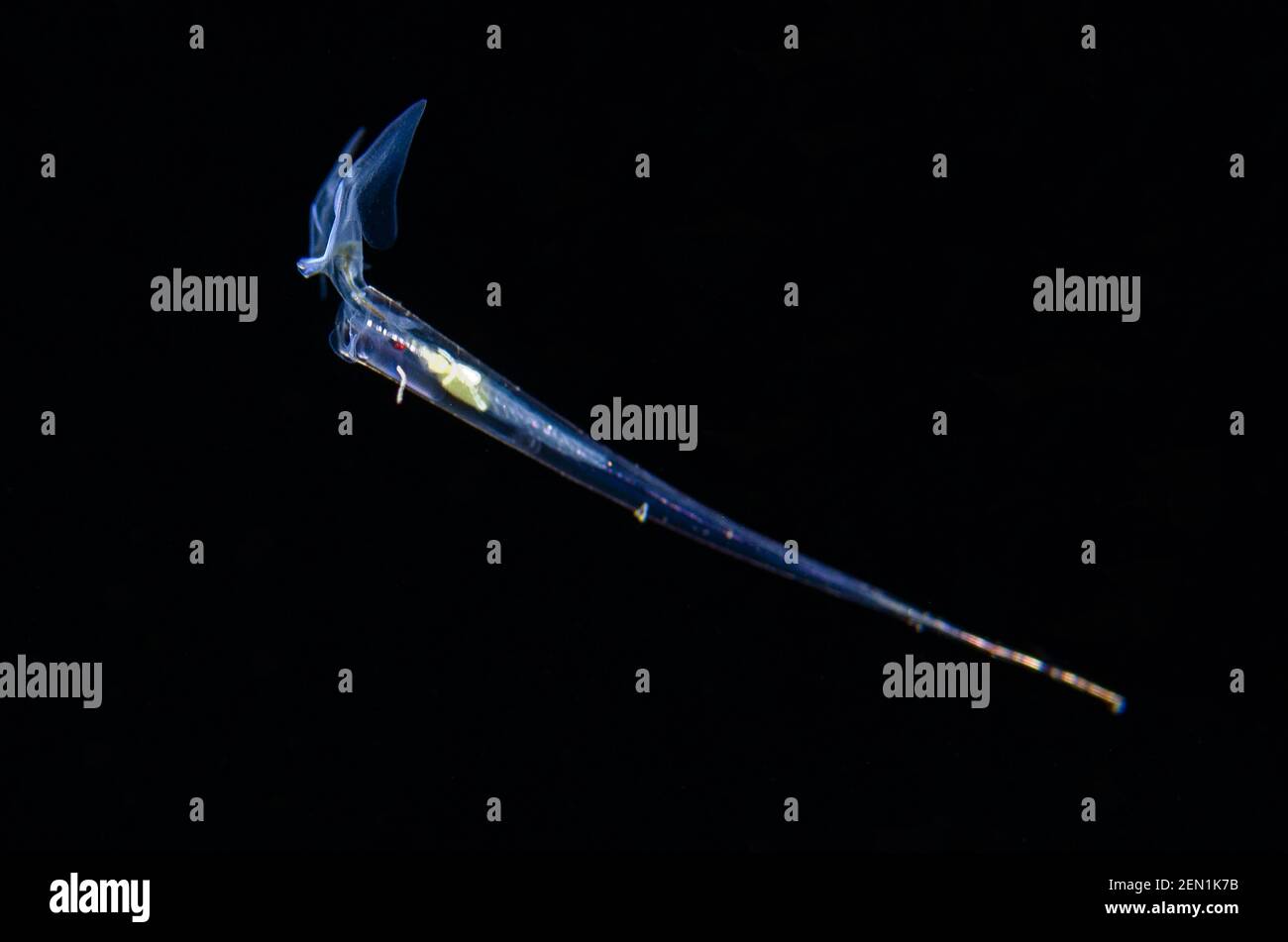 Underwater pteropod hi-res stock photography and images - Alamy