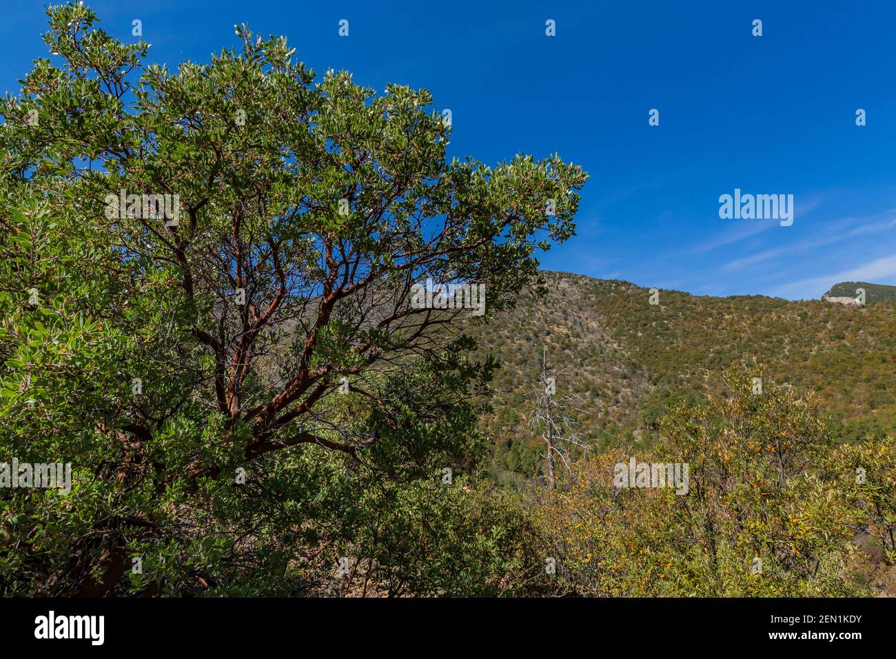 Vista of mountains from trail in Miller Peak Wilderness in Huachuca ...