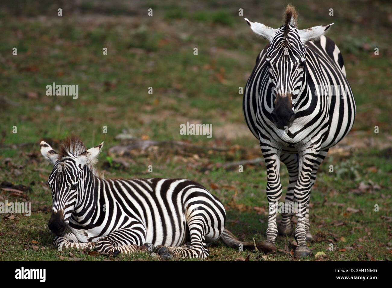 Bear and zebra hi-res stock photography and images - Alamy