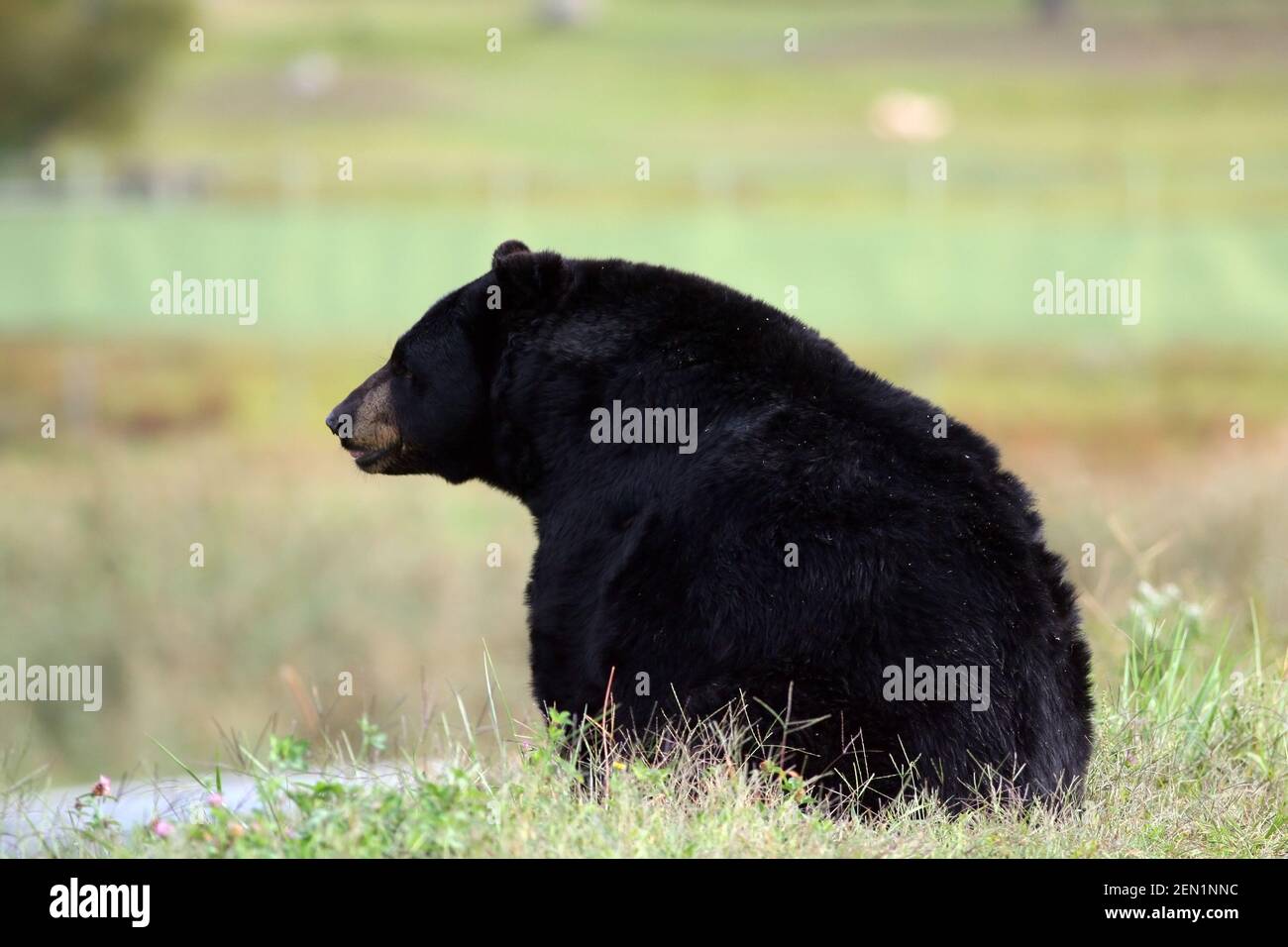 Bear and zebra hi-res stock photography and images - Alamy