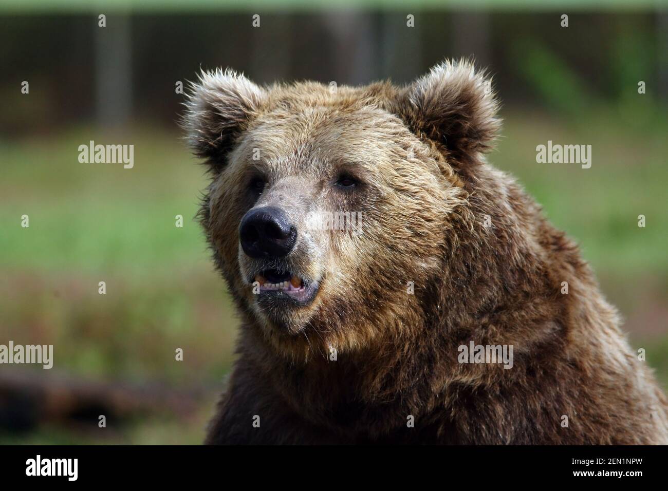 Bear and zebra hi-res stock photography and images - Alamy