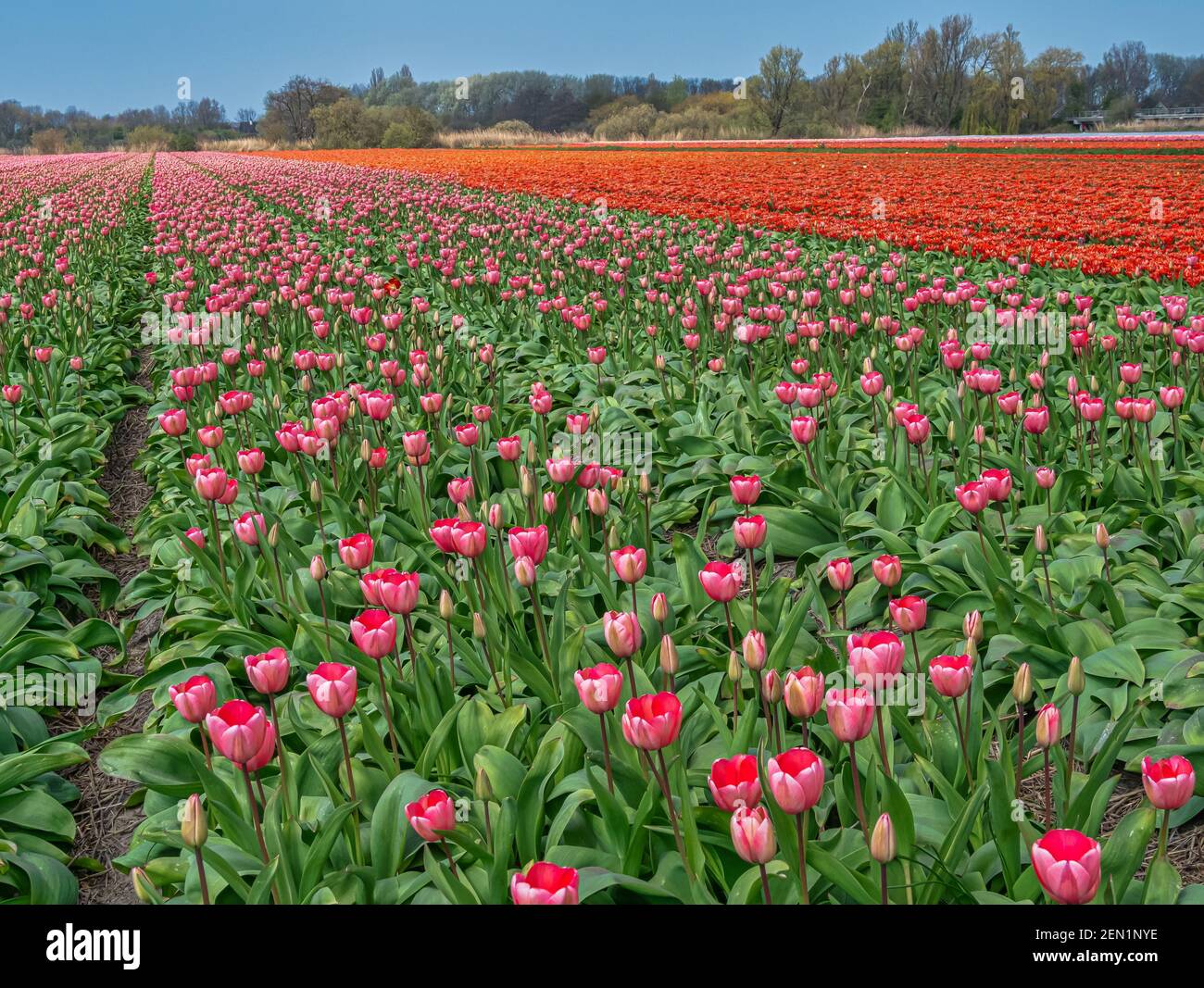 Rows of red and orange tulips in full bloom stretch to a woodland on ...