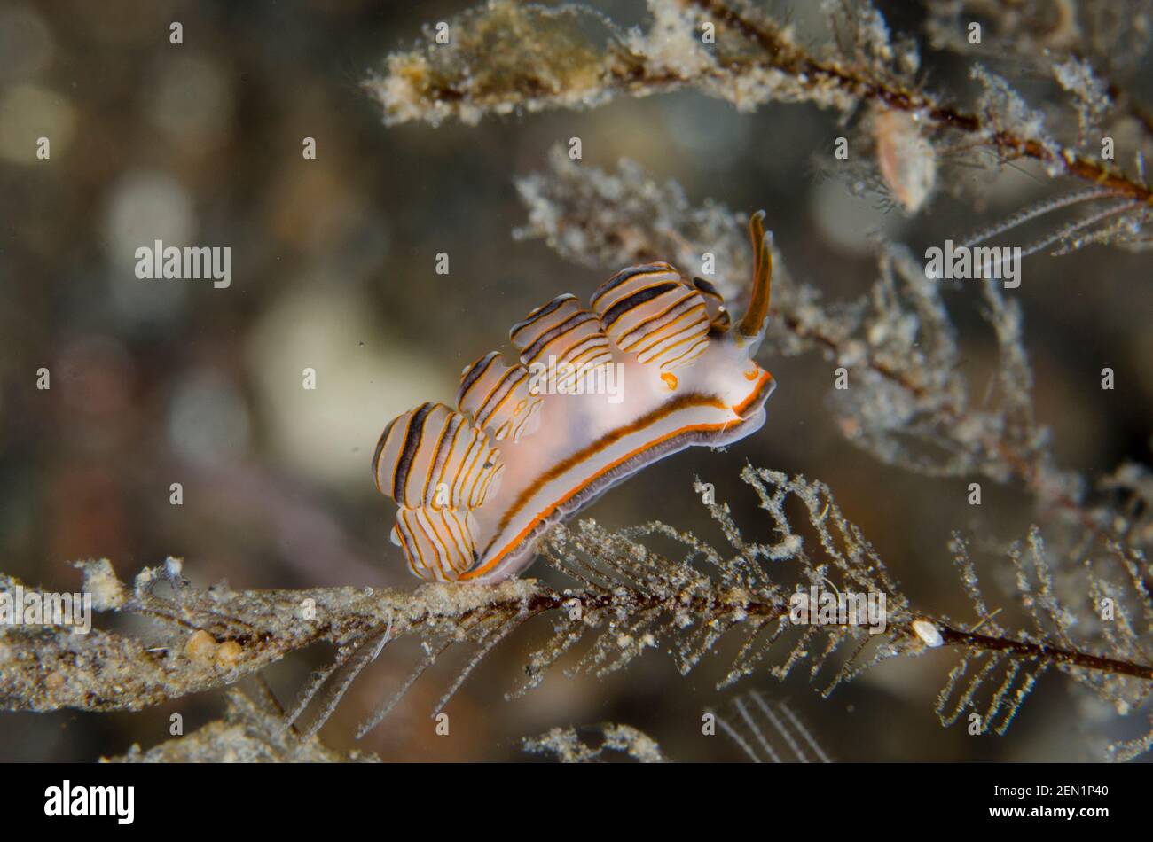 Donut Doto Nudibranch, Doto greenamyeri, on Hydroid (Hydrozoa Class ...
