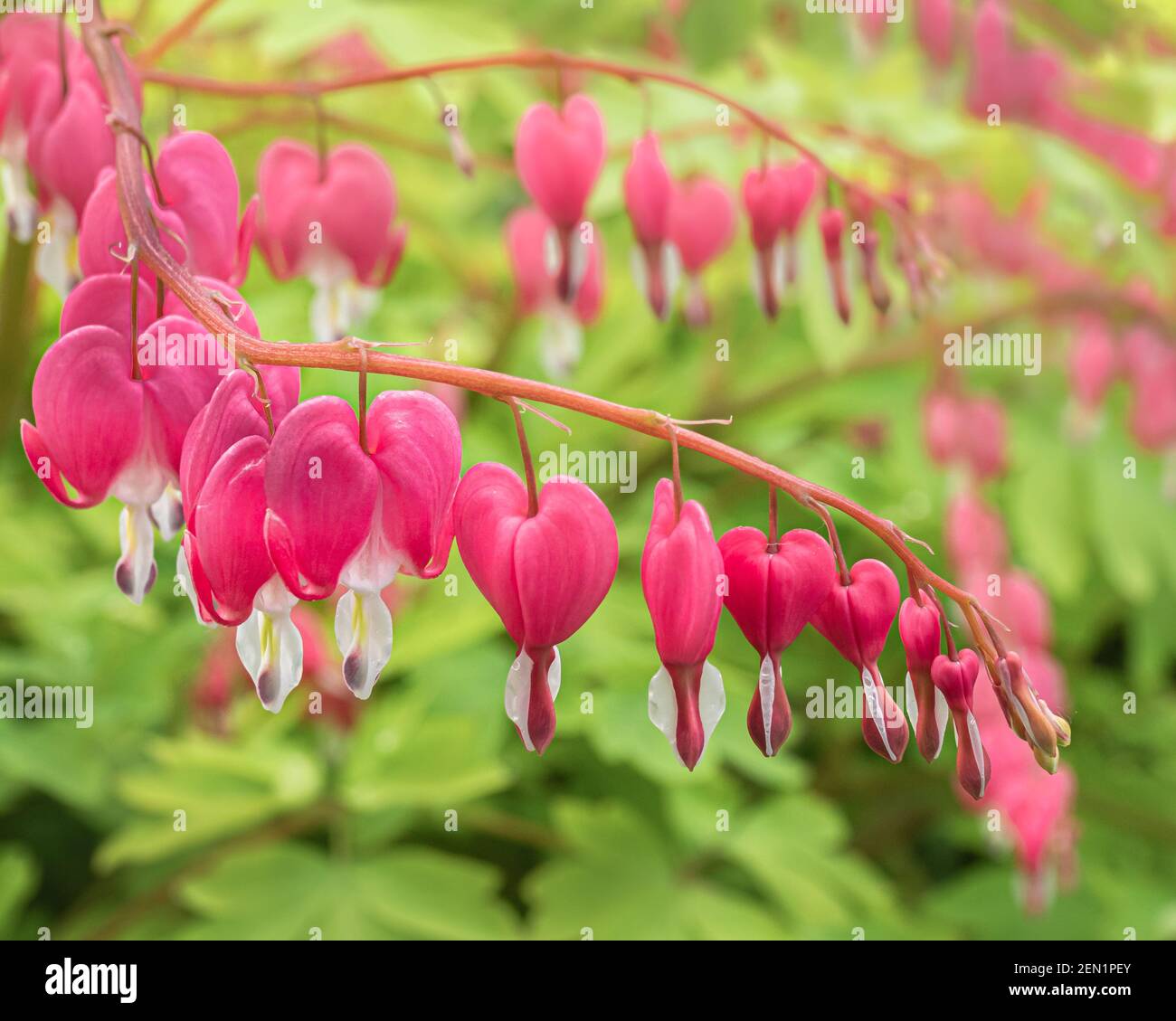 Drooping heart hi-res stock photography and images - Alamy