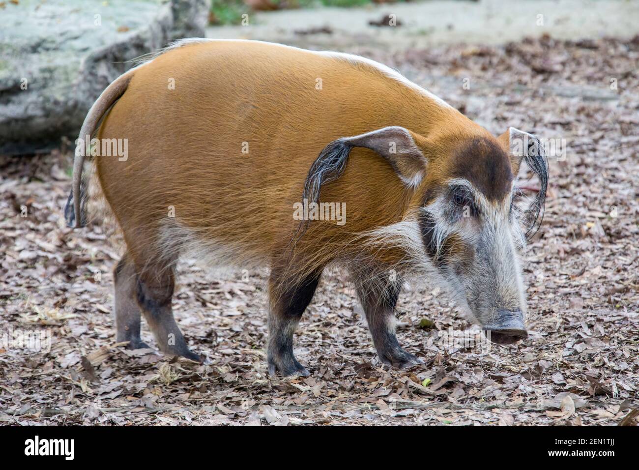 Living wild boar hi-res stock photography and images - Alamy