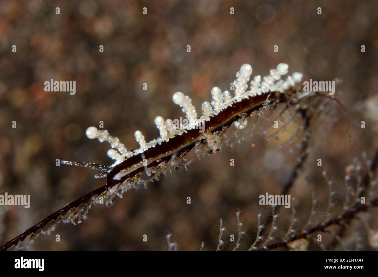 Aeolid Nudibranch, Eubranchus sp, on Hydroid, Hydrozoa Class, Big Tree ...