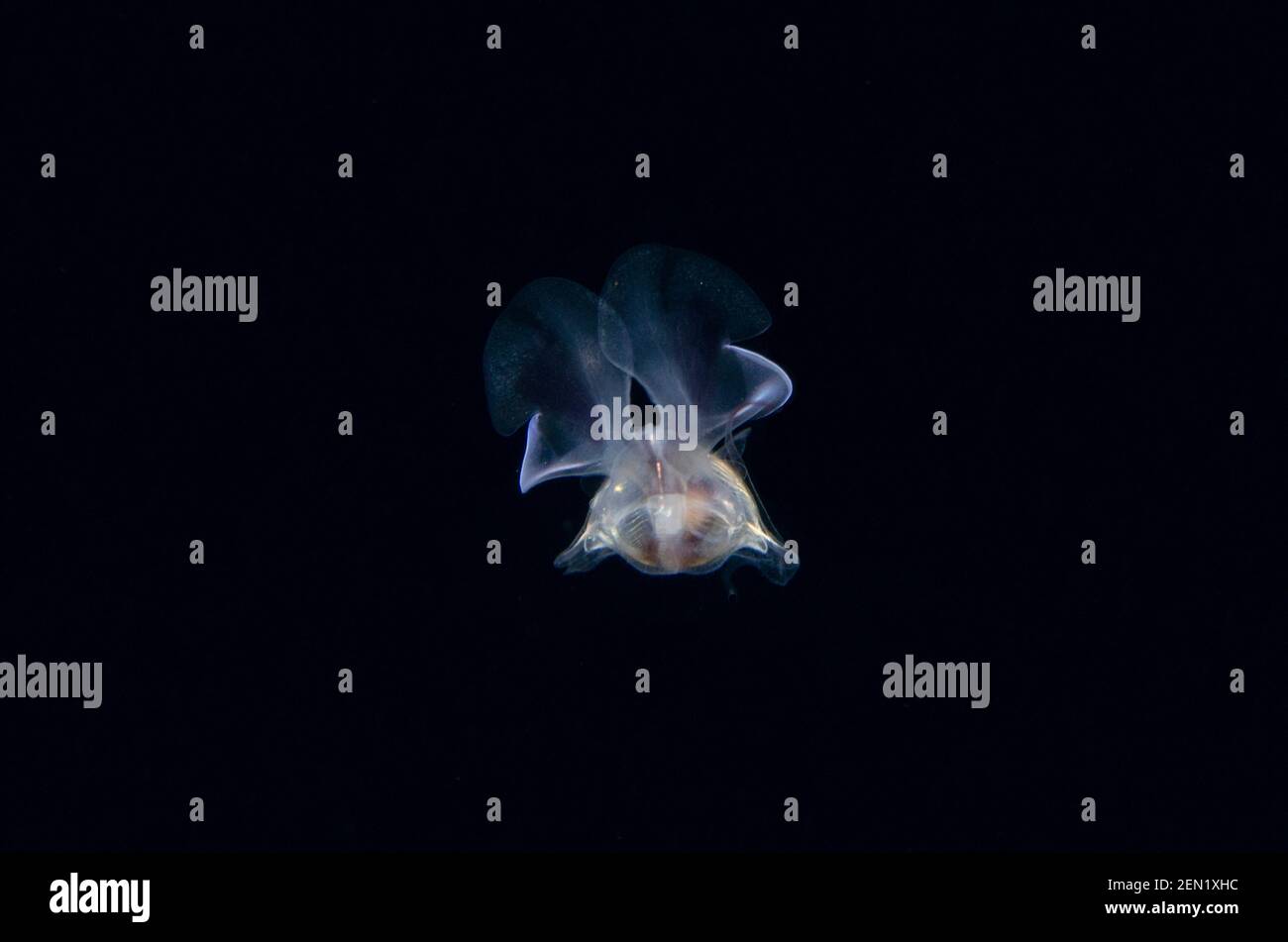 Cavolinia uncinata hi-res stock photography and images - Alamy