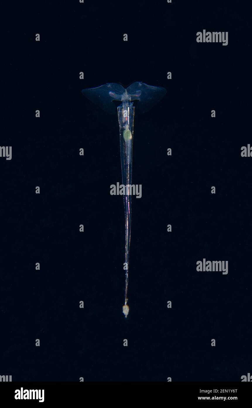 Pteropod sea snail hi-res stock photography and images - Alamy