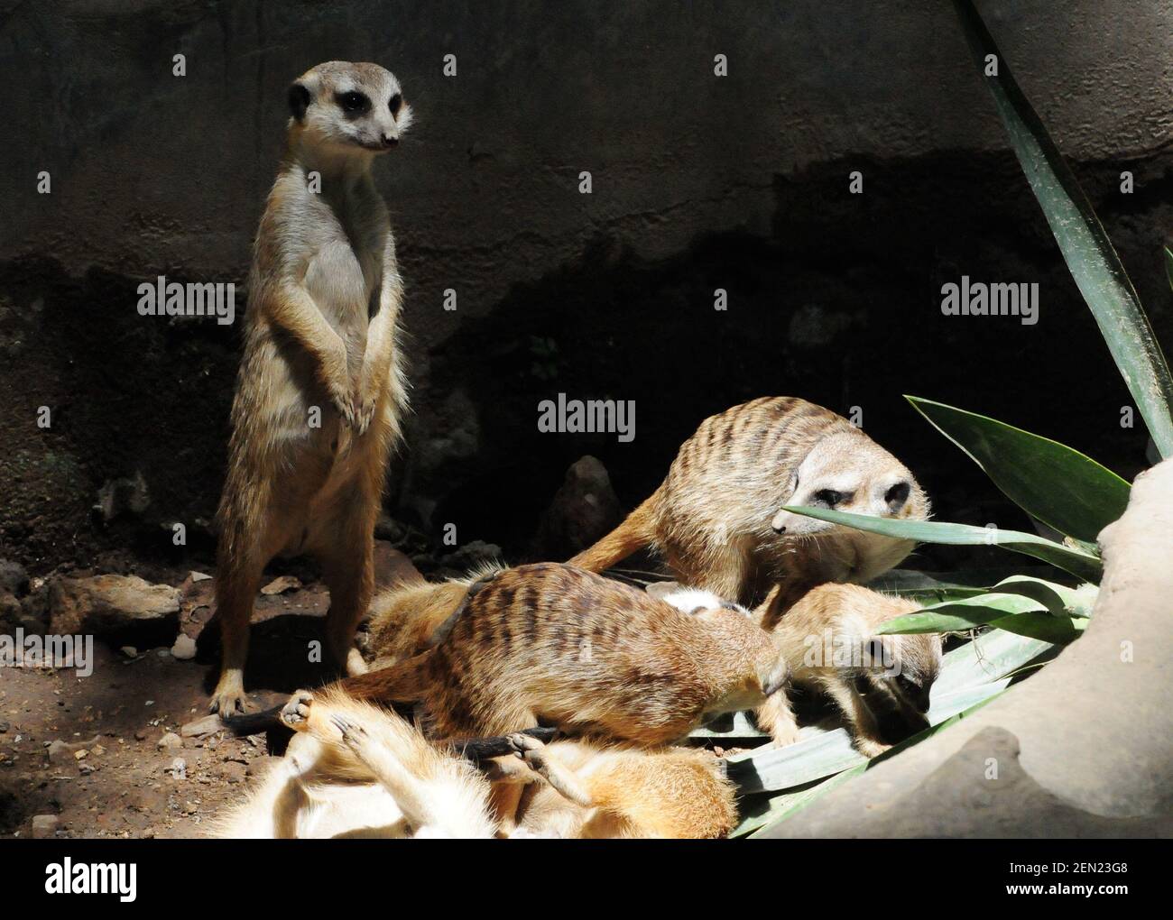 Hangzhou, CHINA-Meerkats enjoy sunshine at Hangzhou Zoo in Hangzhou ...