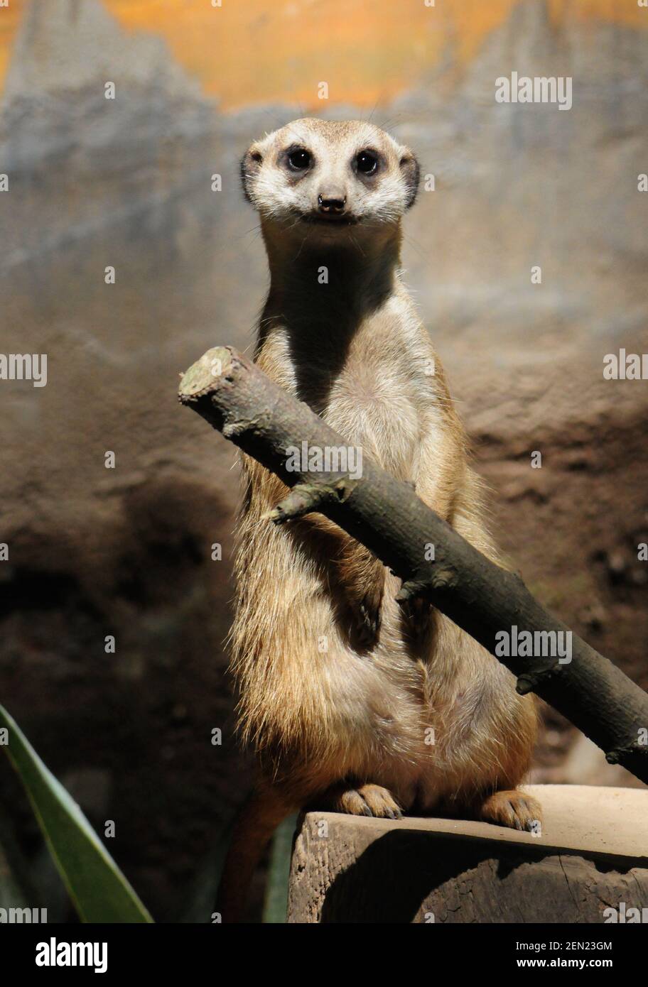 Hangzhou, CHINA-Meerkats enjoy sunshine at Hangzhou Zoo in Hangzhou ...