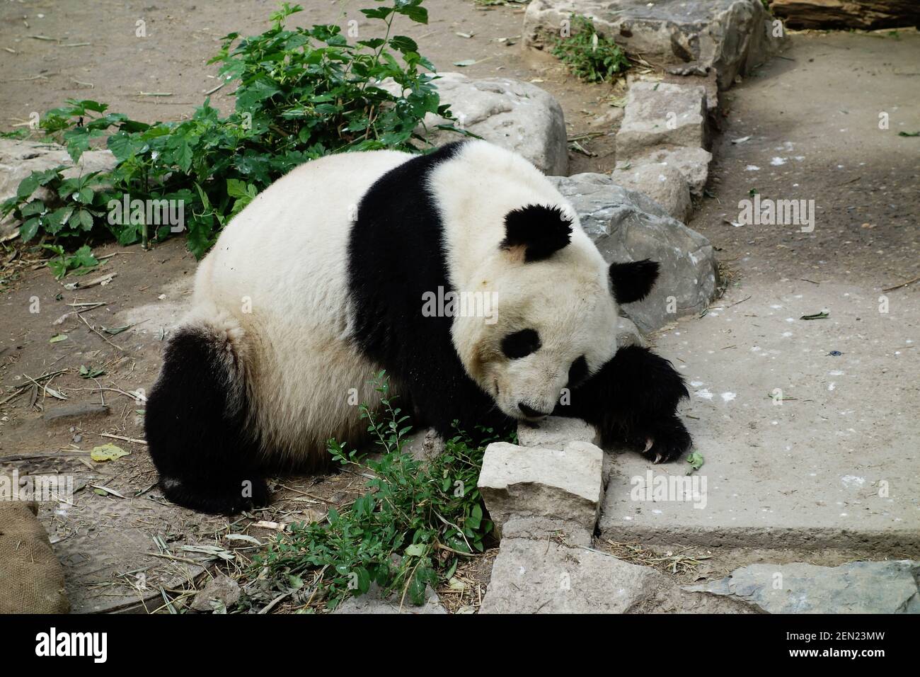 A giant panda lies on its stomach to rest at the Beijing zoo in Beijing ...