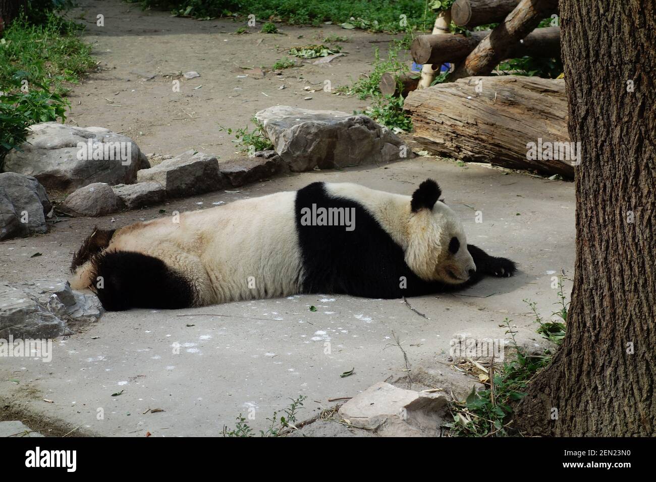 A giant panda lies on its stomach to rest at the Beijing zoo in Beijing ...