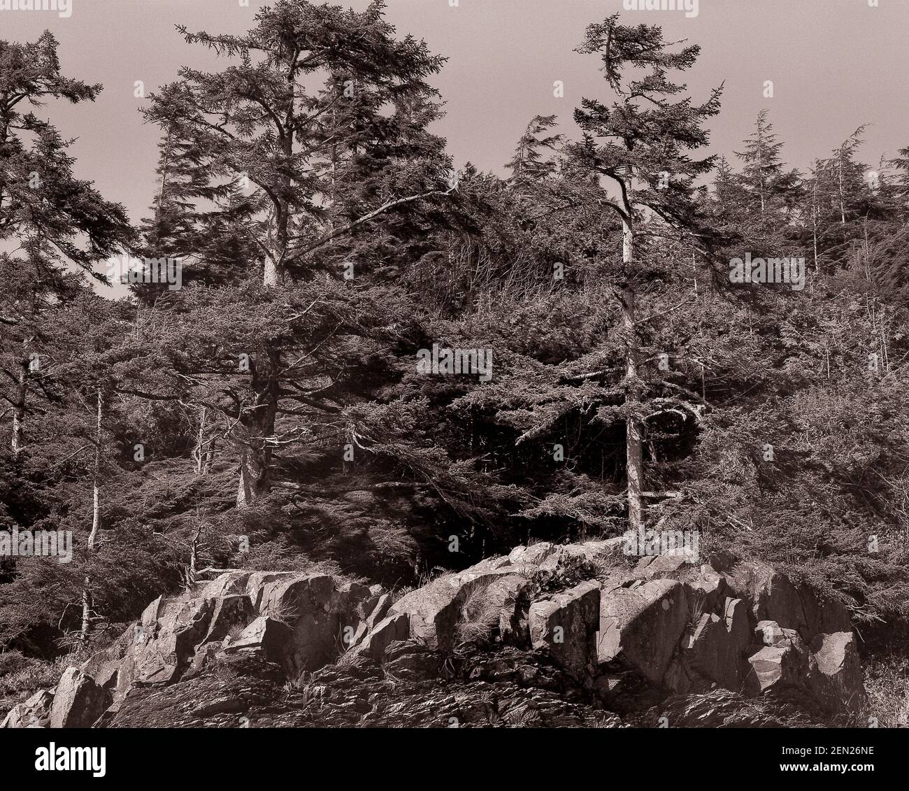 Growing from rock hi-res stock photography and images - Alamy