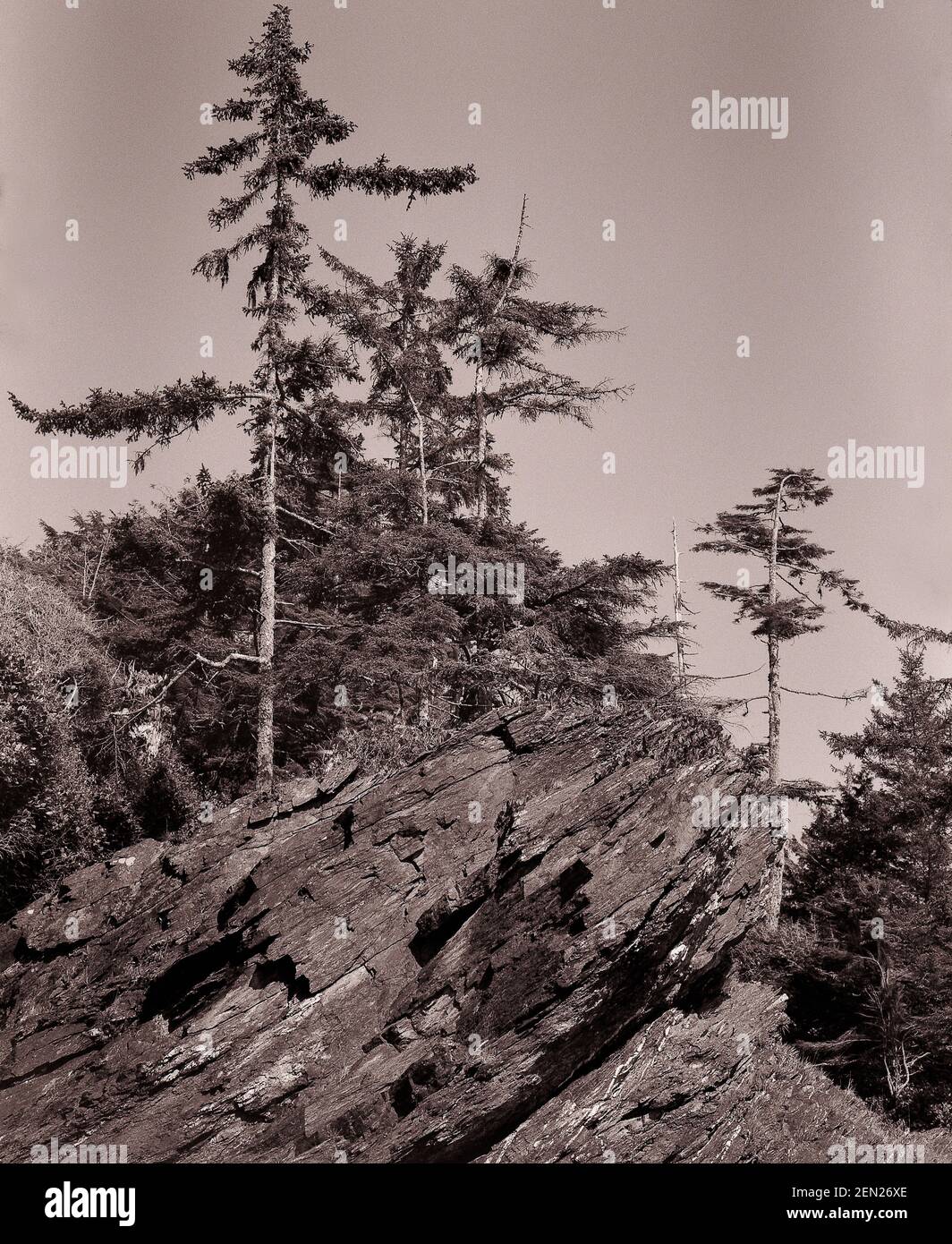 Tall trees growing out of rock formations amidst a vast sky Stock Photo ...