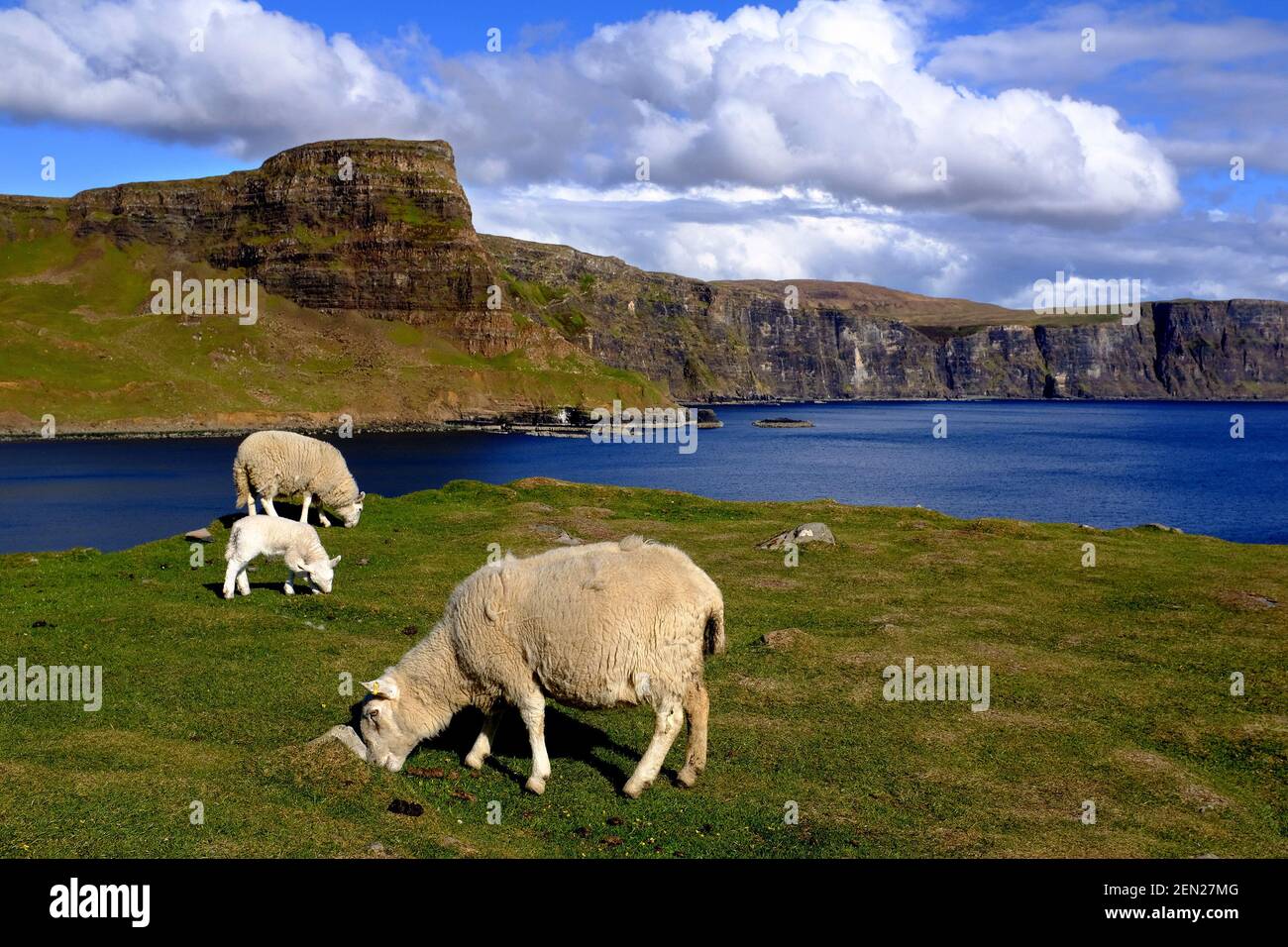 Isle of Skye Loch sheeps grazing at Neist point Scotland May 8th - 19th ...