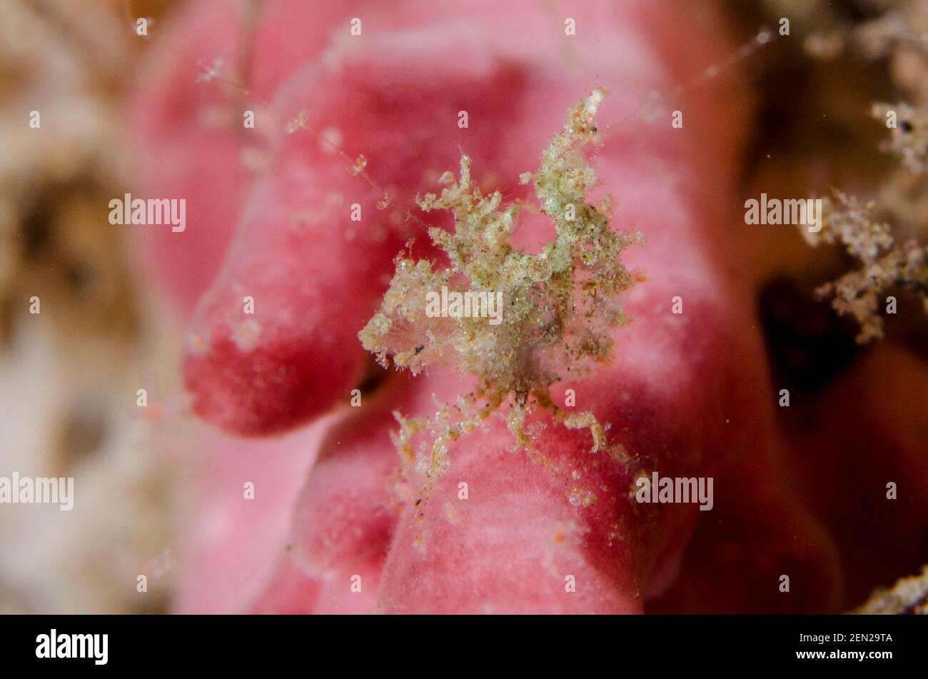 Hairy inshore shrimp hi-res stock photography and images - Alamy