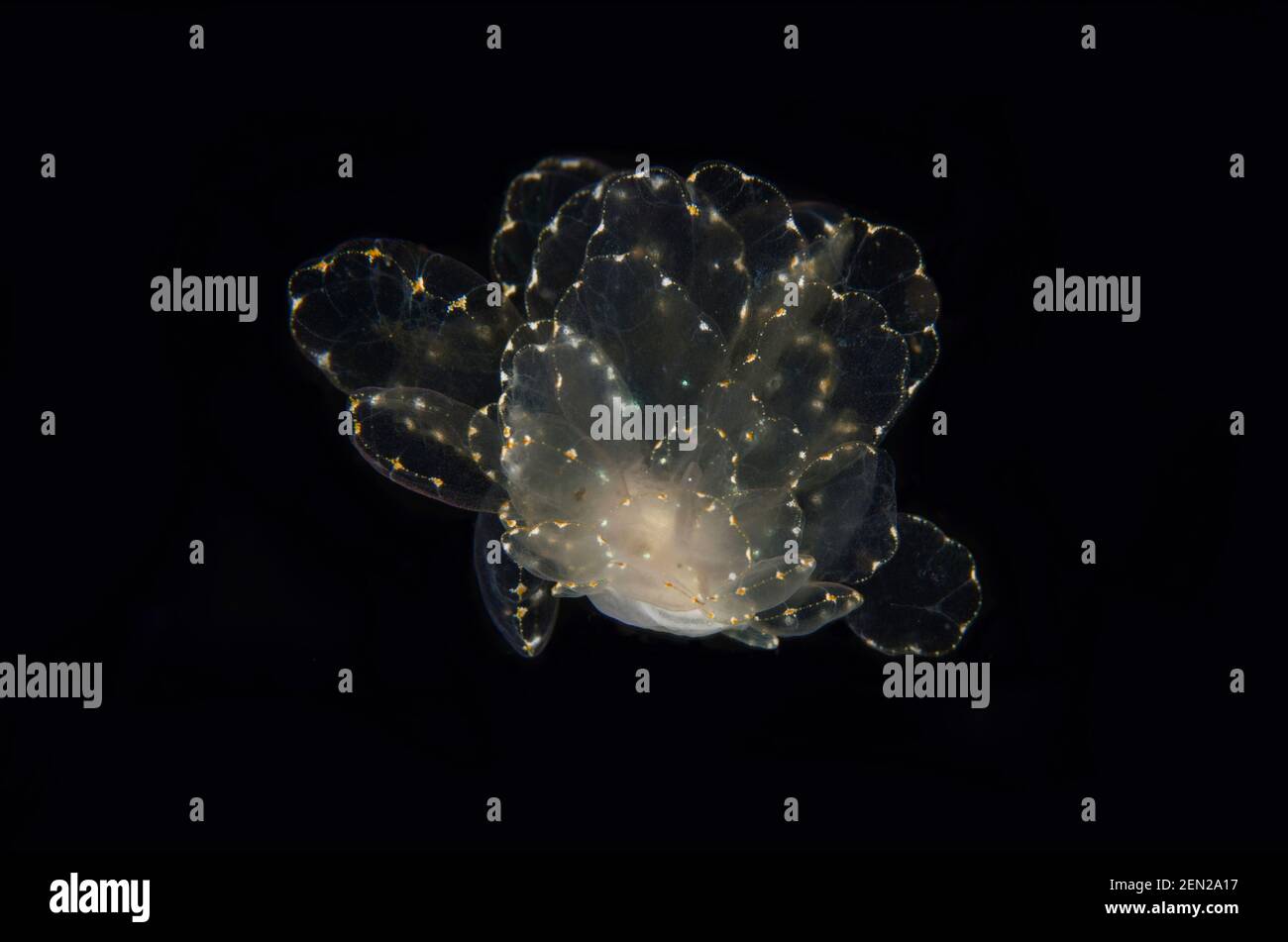 Elegant cyerce slug cyerce elegans hi-res stock photography and images ...