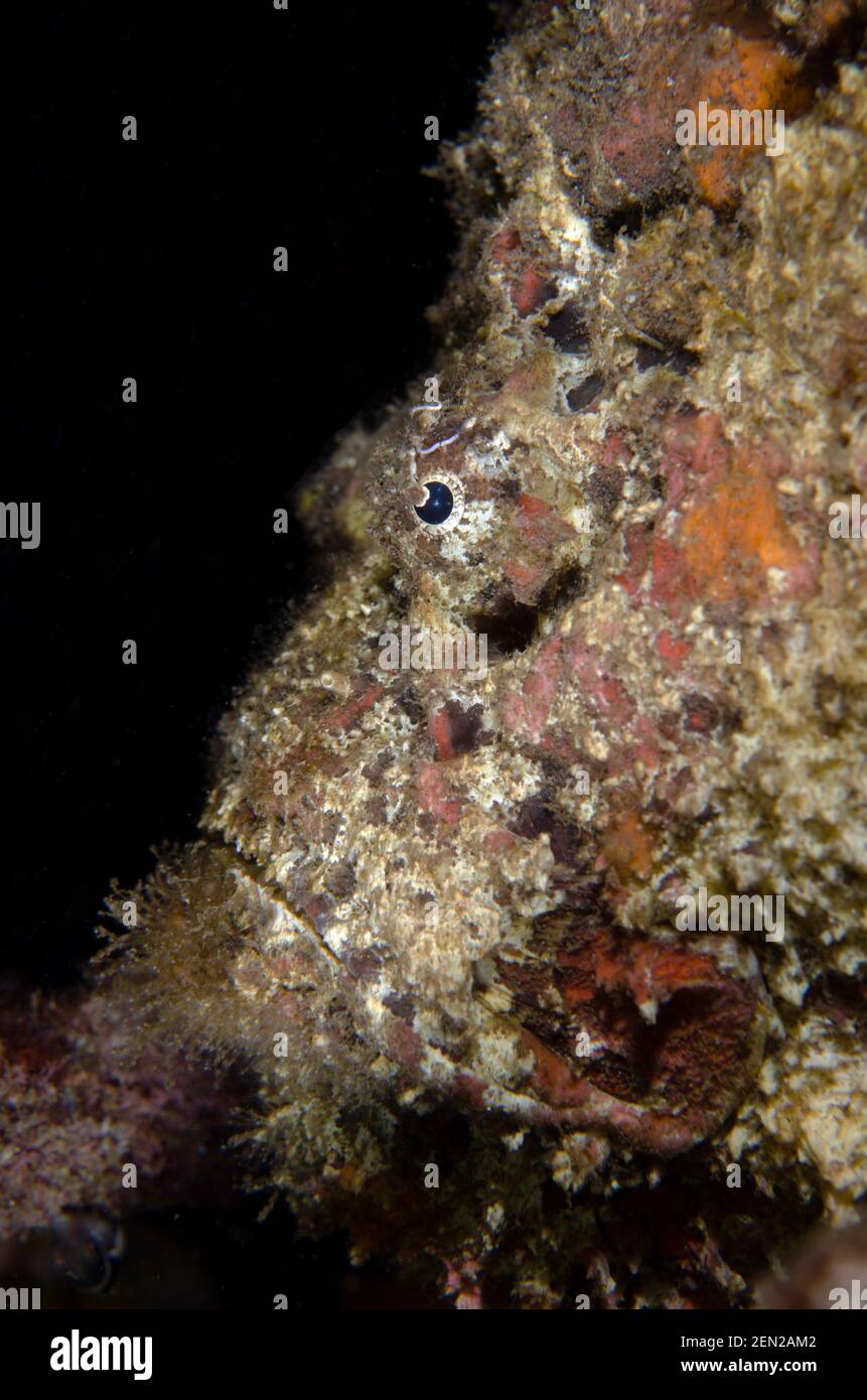 Reef Stonefish, Synanceia verrucosa, night dive, Seraya Secrets dive ...