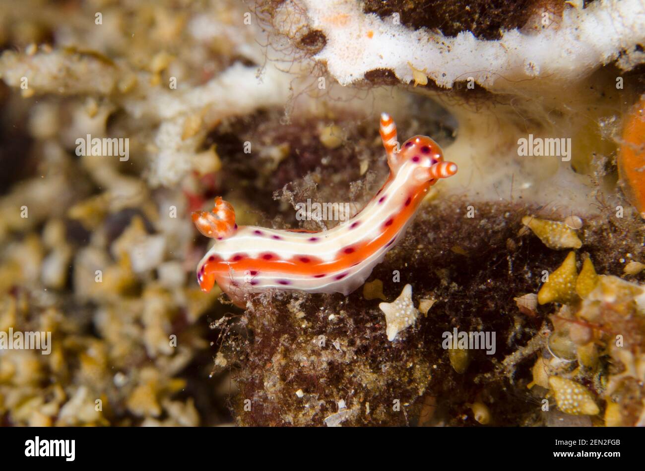 Striped Nudibranch High Resolution Stock Photography and Images - Alamy