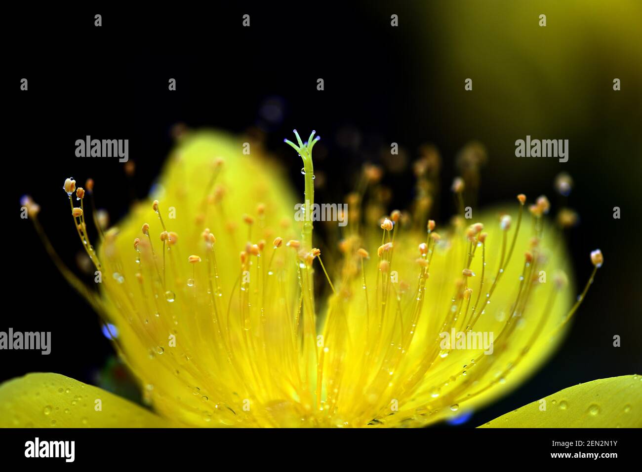 Huaiâ€™an, CHINA-Close-up shots of Â Hypericum chinense L. flowers ...