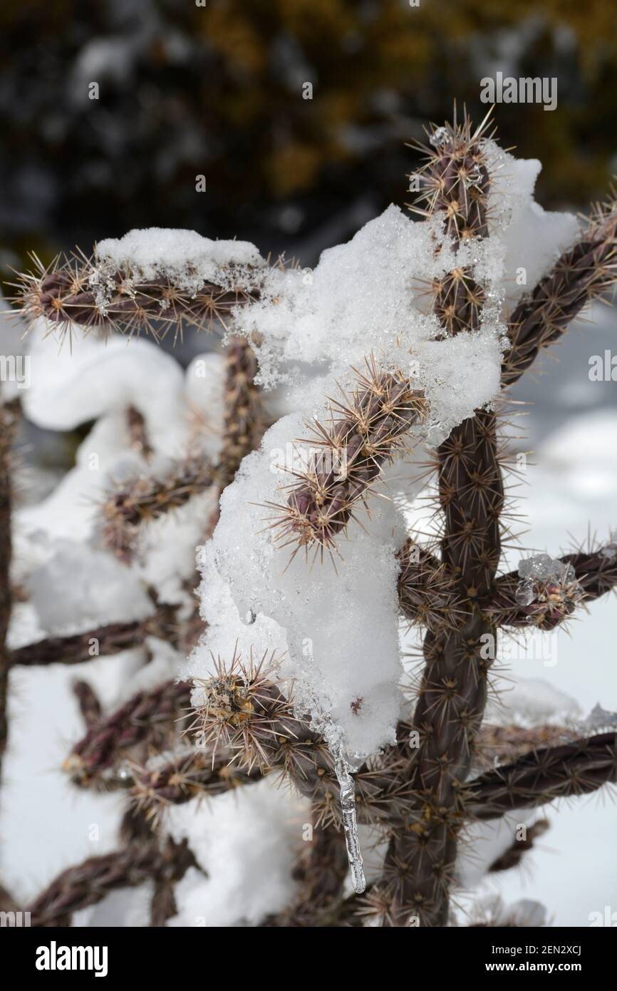 Arid cactus hi-res stock photography and images - Alamy