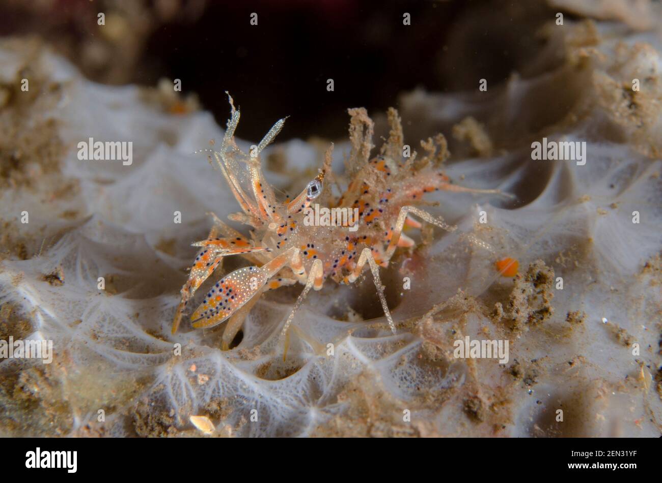 Tiger Shrimp, Phyllognathia ceratophthalmus, night dive, Seraya Secrets ...