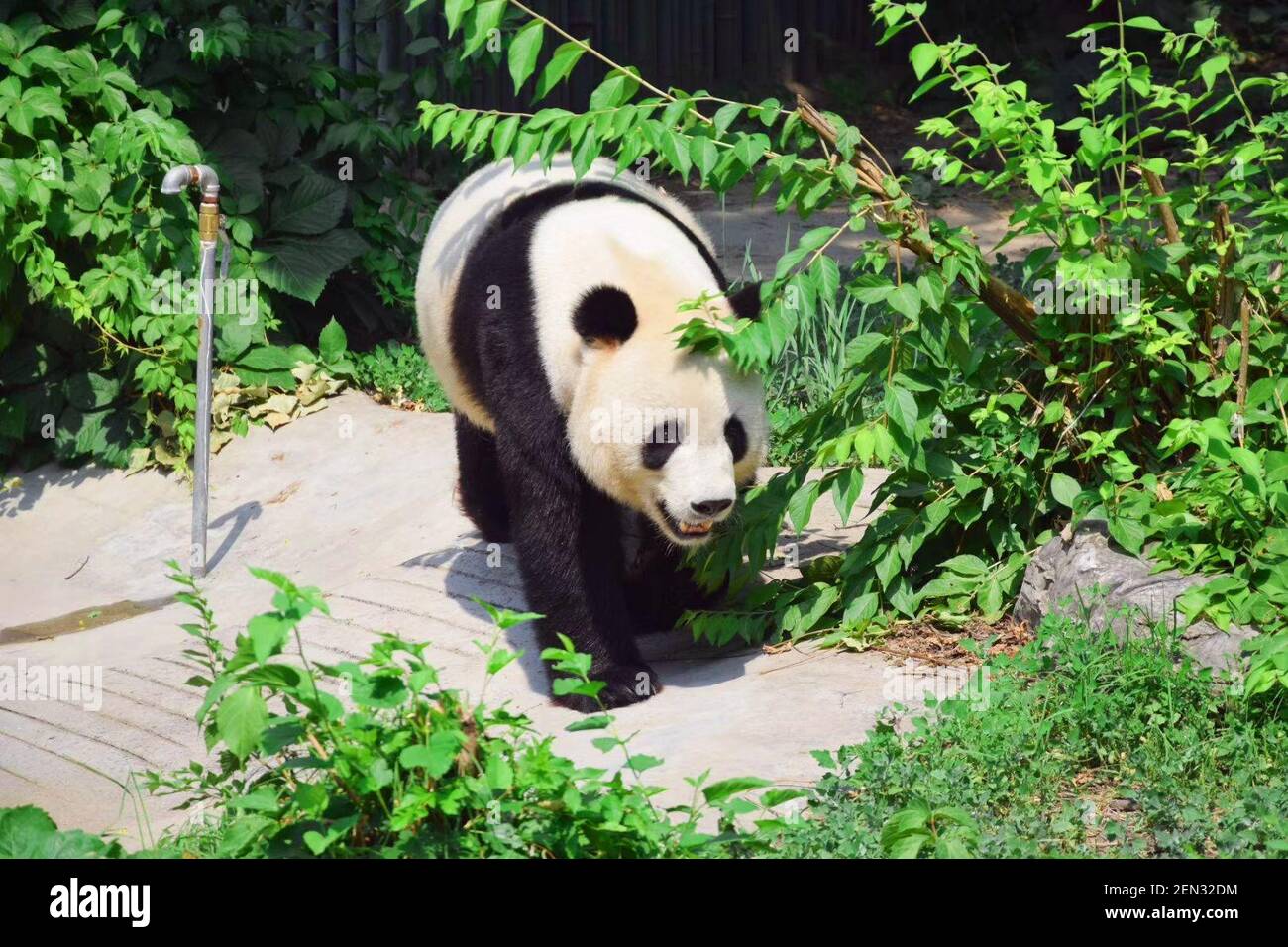 Beijing, CHINA-A giant panda at Beijing Zoo in Beijing, China ...