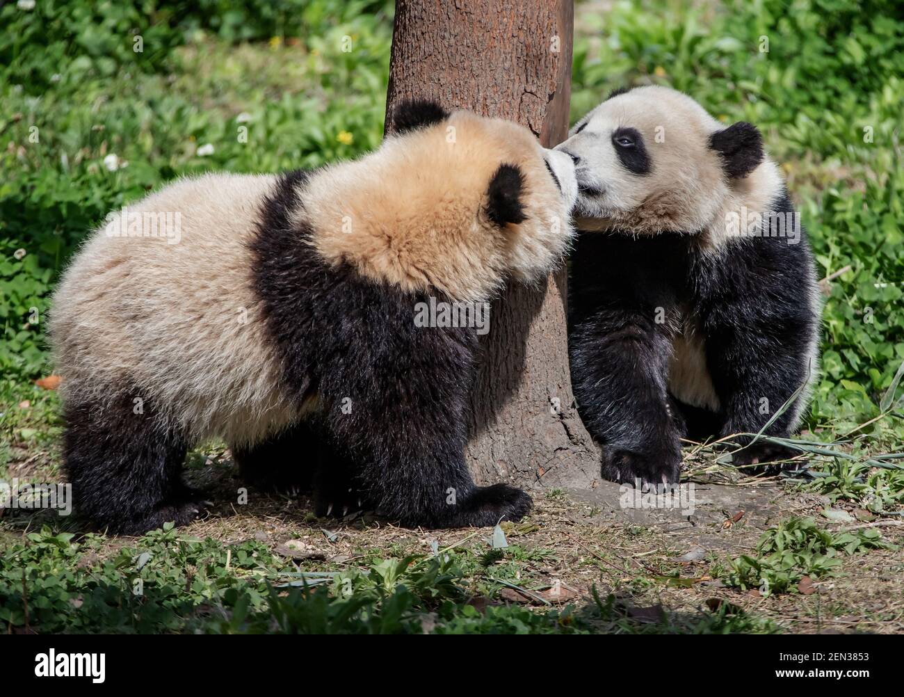 Giant panda cubs kiss each other at the Gengda base of Giant Panda ...