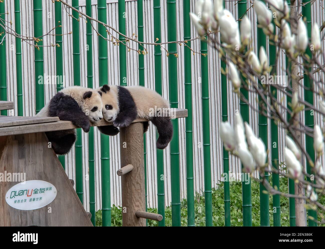 Giant panda cubs rest on a wooden stand at the Gengda base of Giant ...