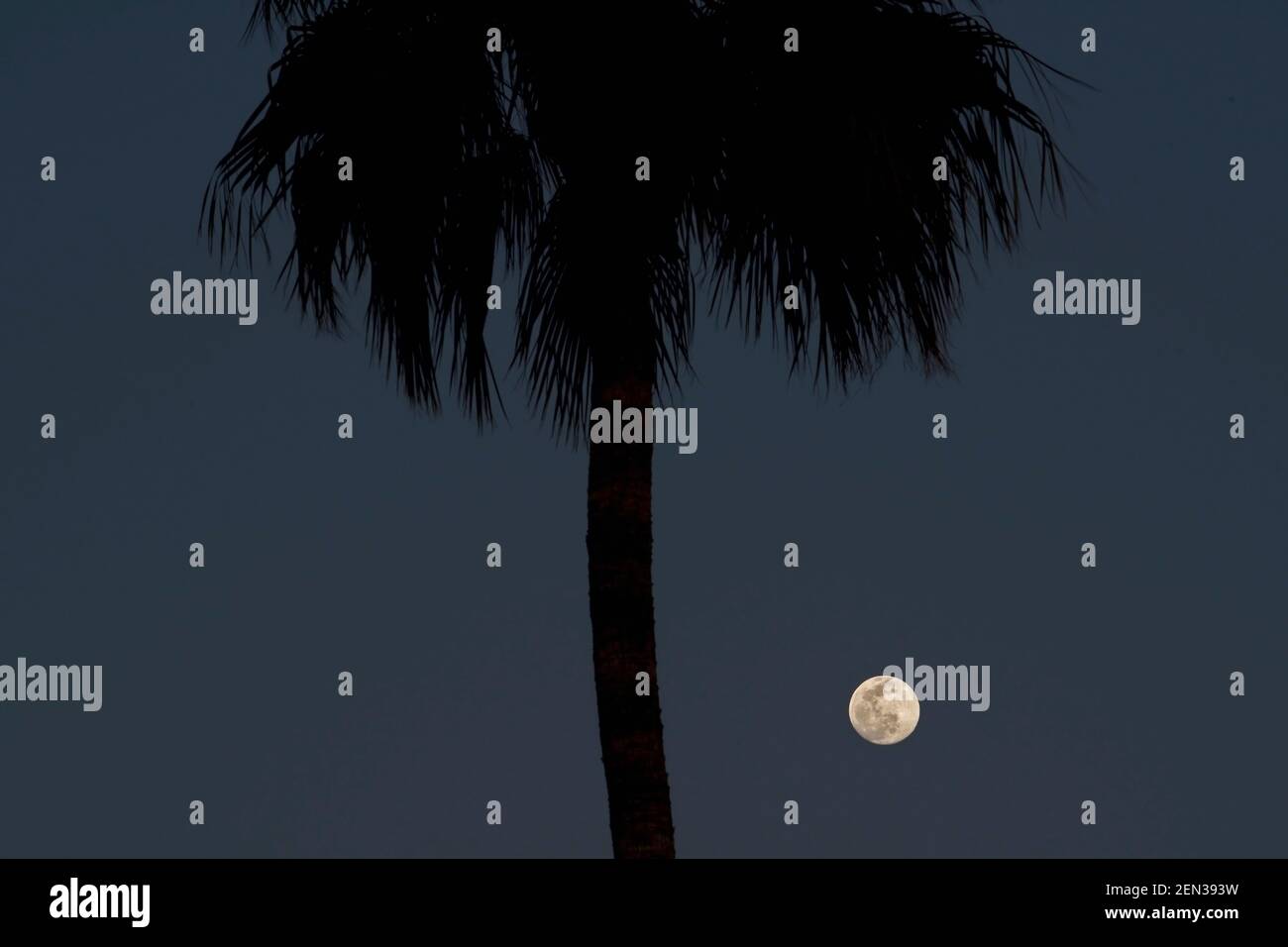 Full moon rising behind a tall palm tree Stock Photo - Alamy