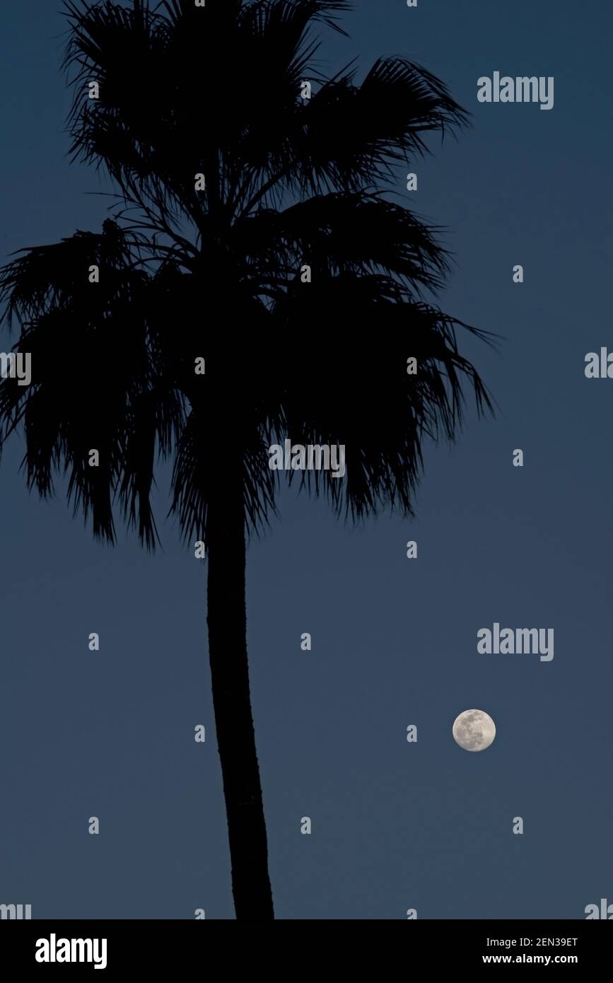 Full moon rising behind a tall palm tree Stock Photo - Alamy